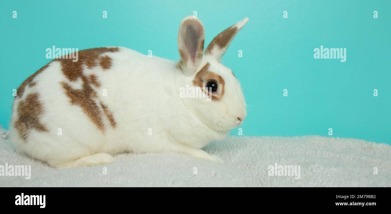 cute brown and white bunny rabbit with brown eyes Stock Photo - Alamy