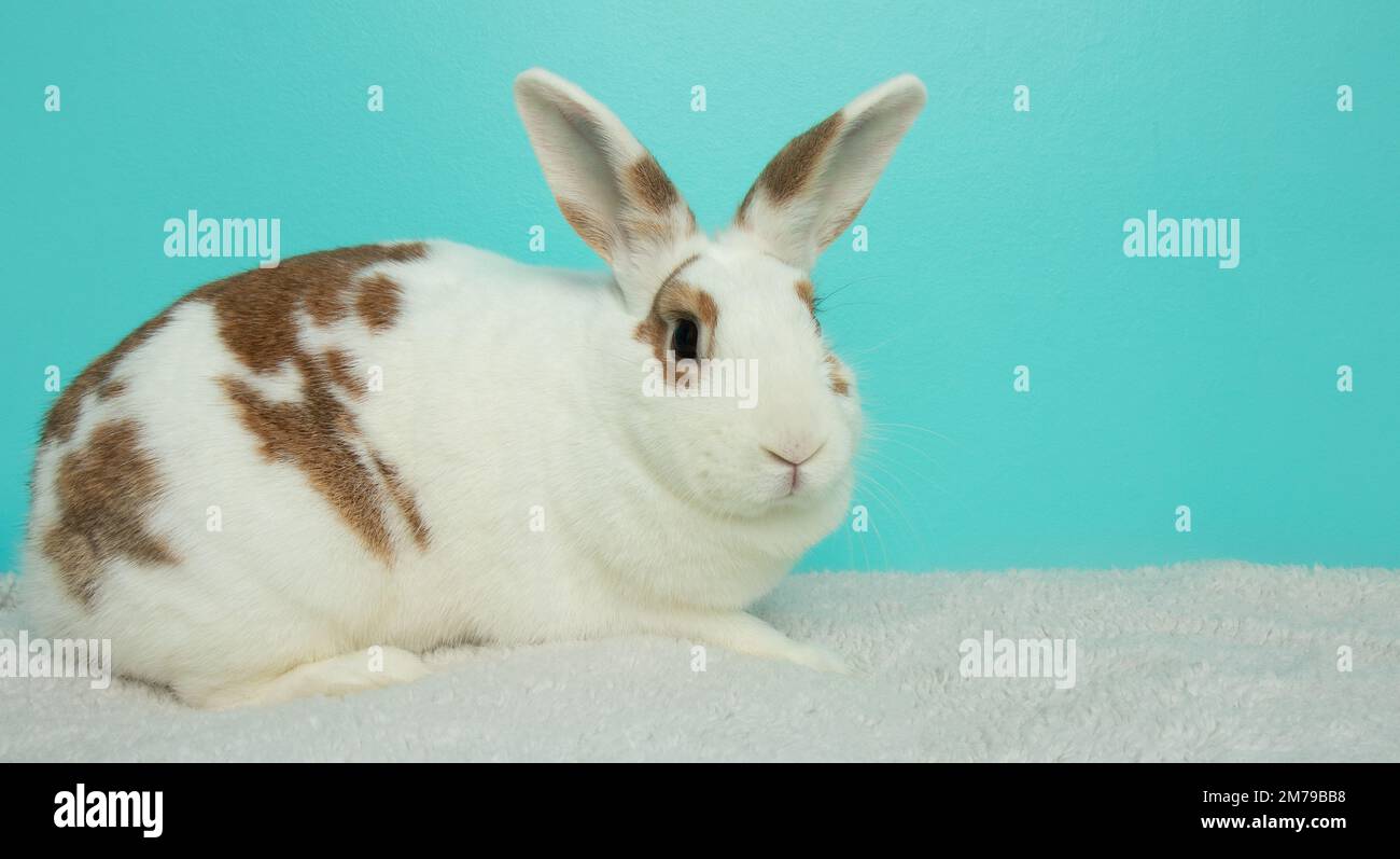 cute brown and white bunny rabbit with brown eyes portrait Stock Photo ...