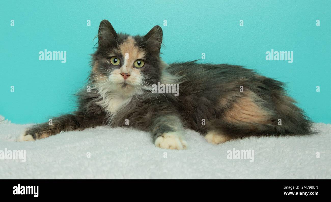 cute long haired calico kitten cat with green eyes lying down Stock ...