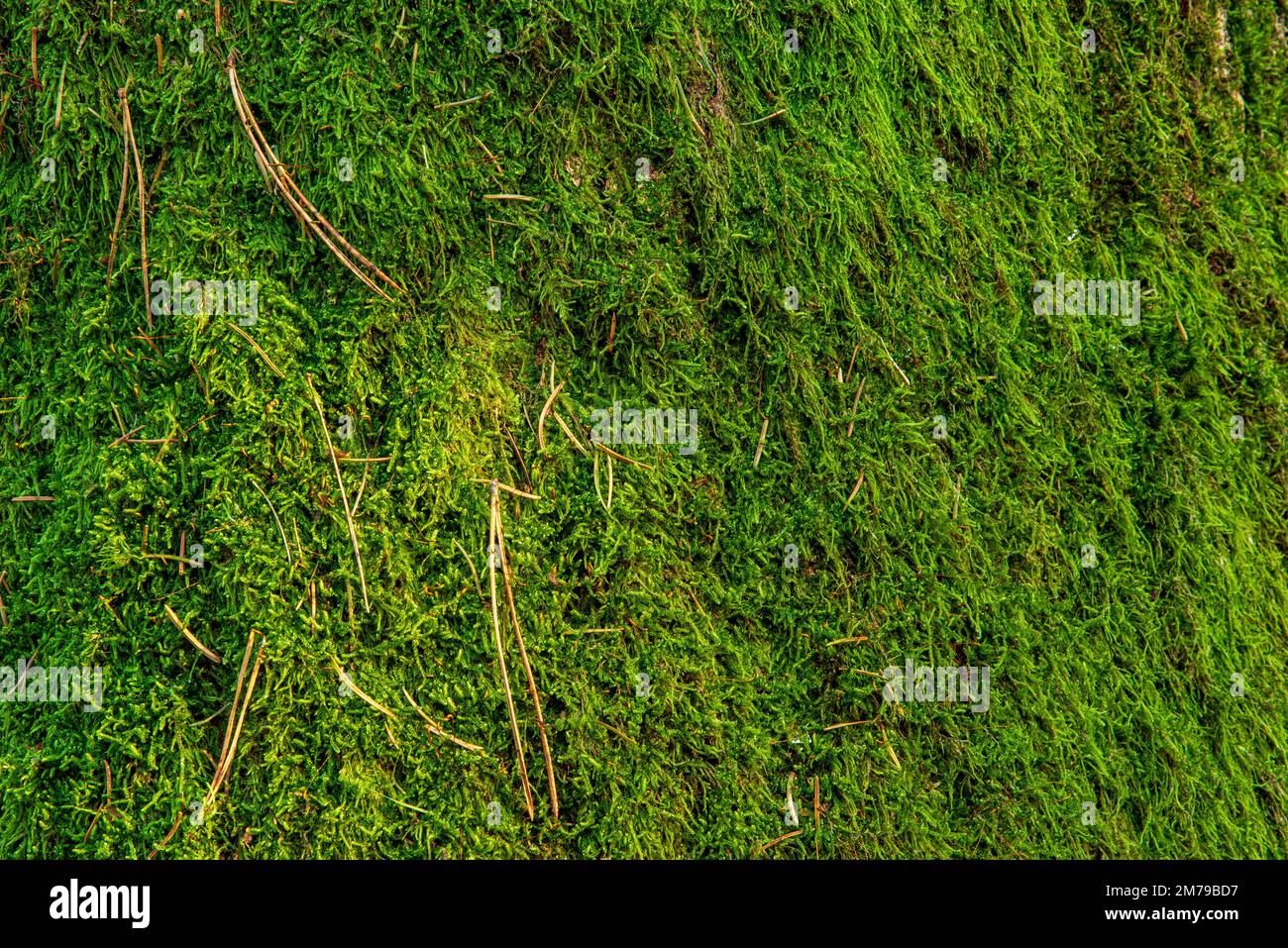 green moss on a tree in the forest Stock Photo - Alamy