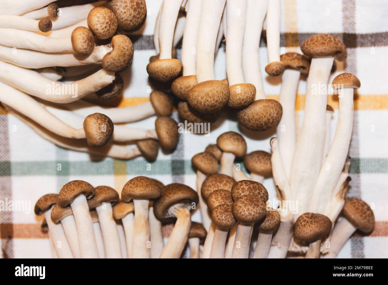 Shimiji mushrooms hi-res stock photography and images - Alamy