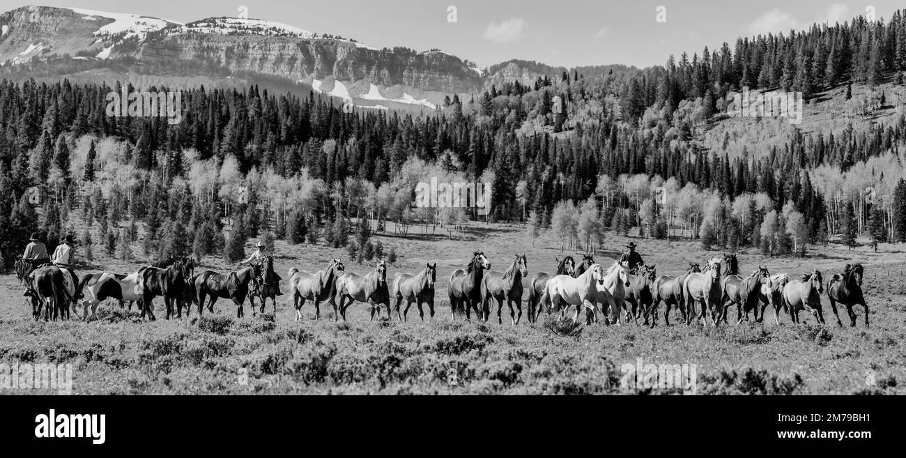 USA; Rocky Mountains; Wyoming; Sublette County; Pinedale; Flying A ...