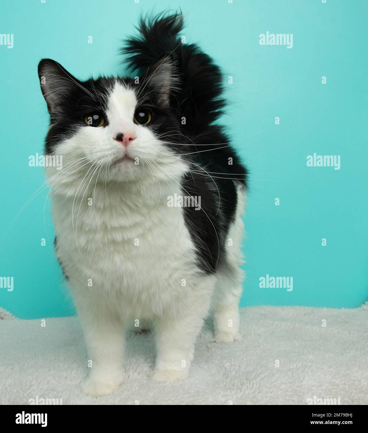 cute black and white fluffy cat with green eyes standing up Stock Photo ...
