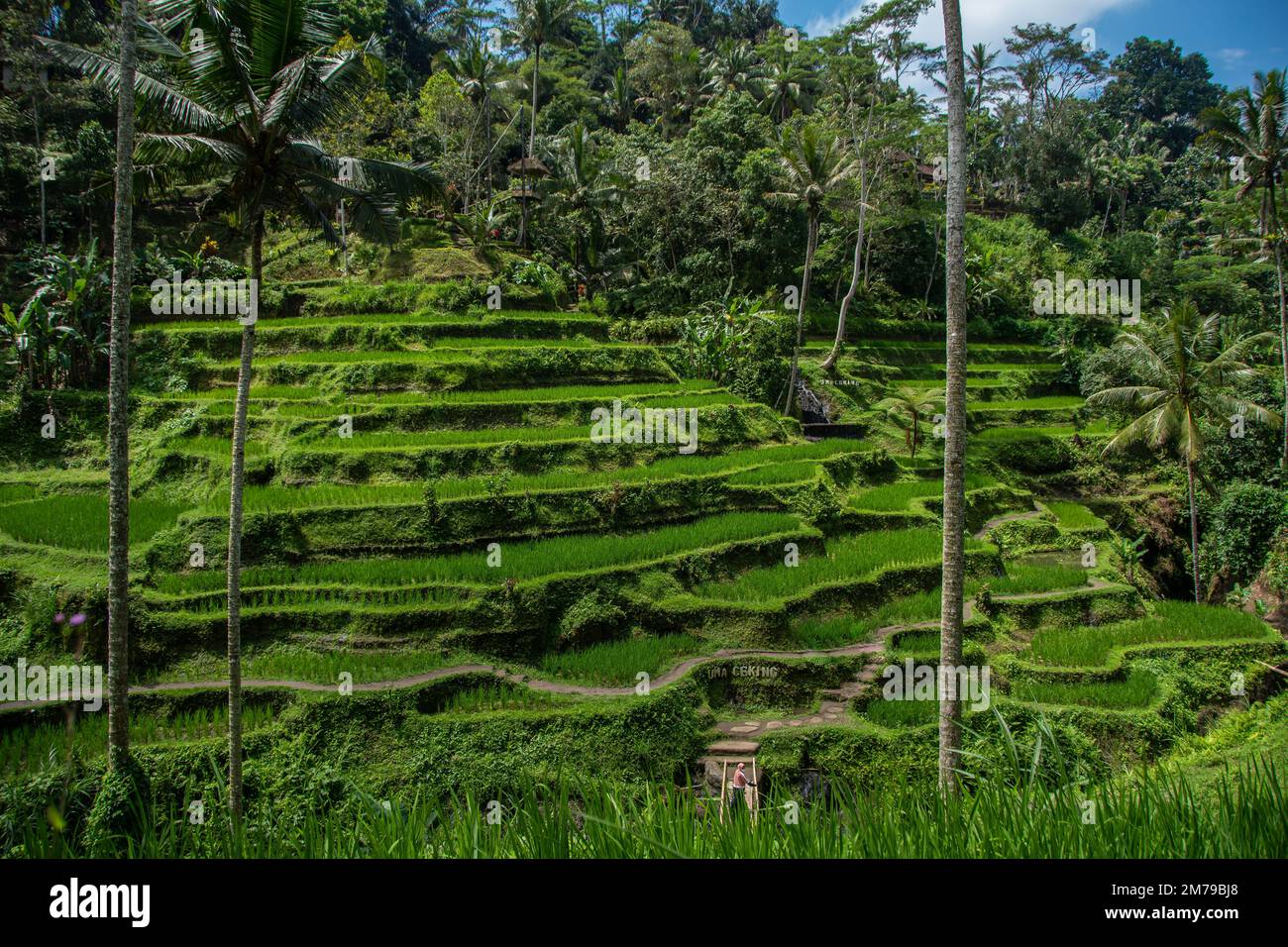 The Tegallalang Rice Terraces in Bali Stock Photo - Alamy