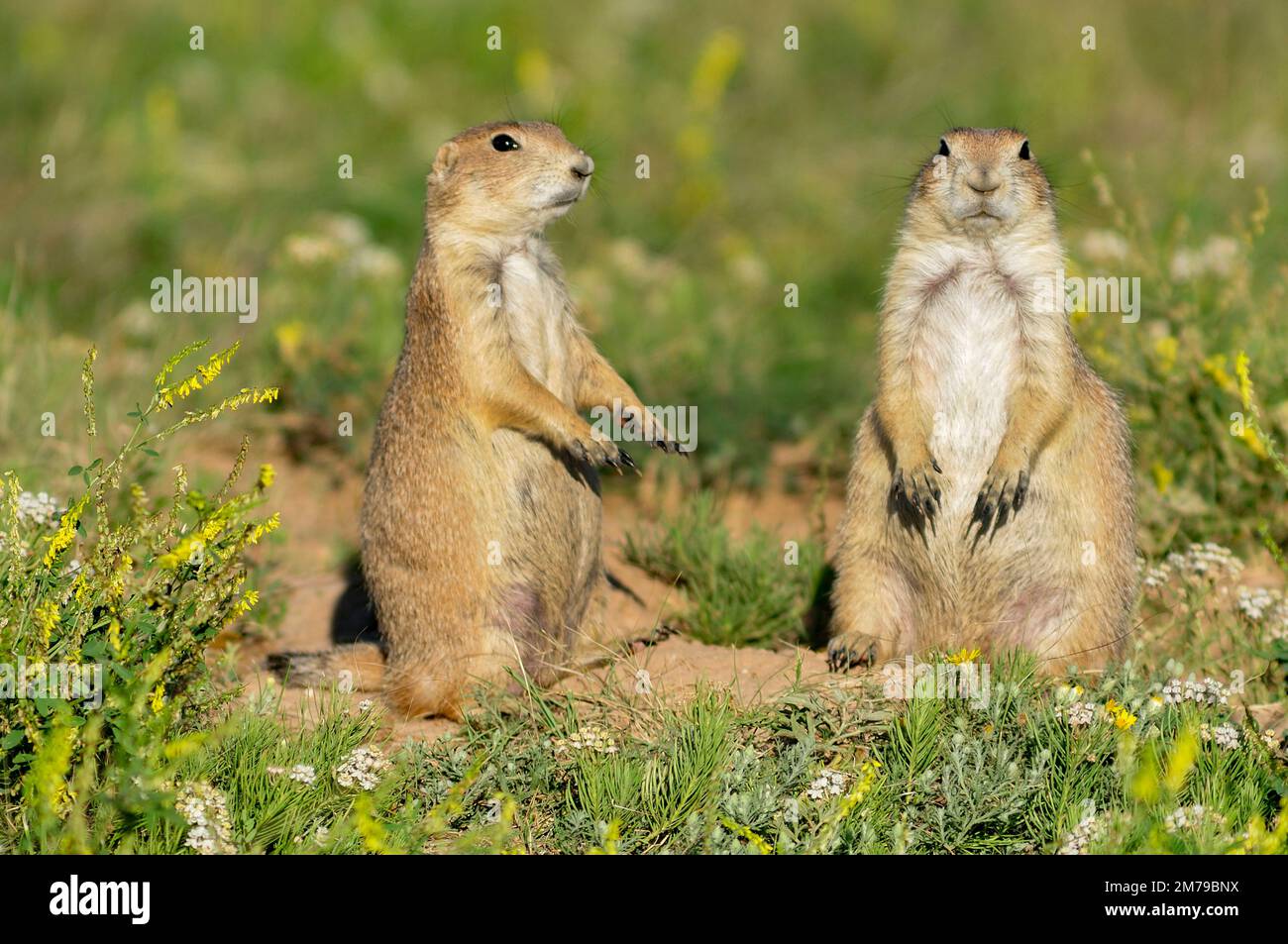USA, Great Plains, Devils Tower, National Monument, Black tailed ...