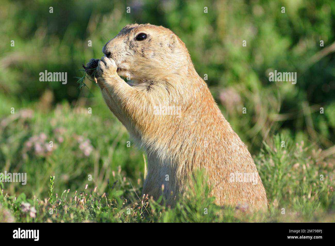 USA, Great Plains, Black tailed Prairie Dog; Cynomys ludovicianus Stock ...