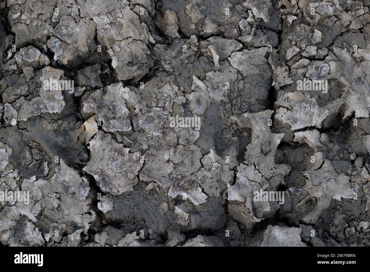 A top view of dry gray, cracked, weathered ground near the Mont Saint ...