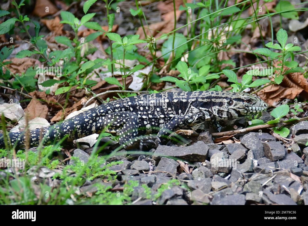 Argentine black and white tegu, Salvator merianae, Schwarzweißer Teju, Iguazu National Park ...