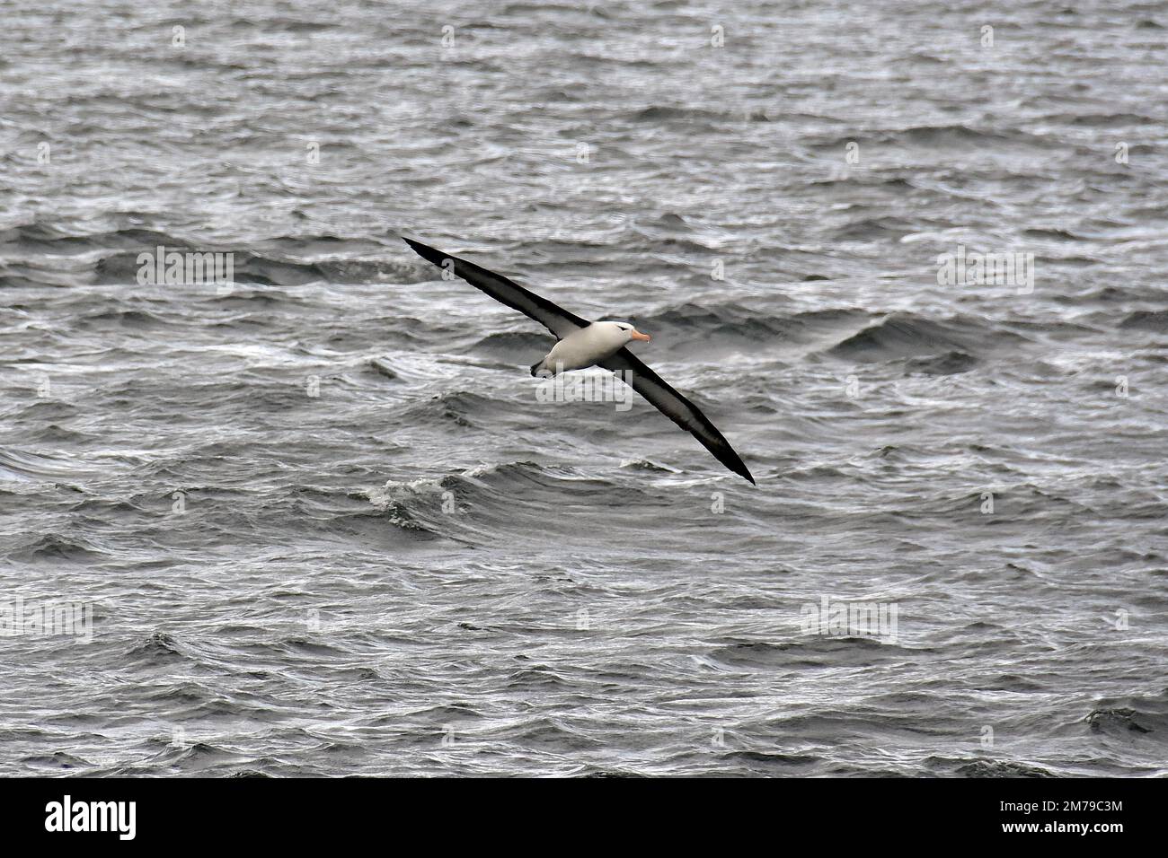 Black-browed albatross, Schwarzbrauenalbatros, Albatros à sourcils ...