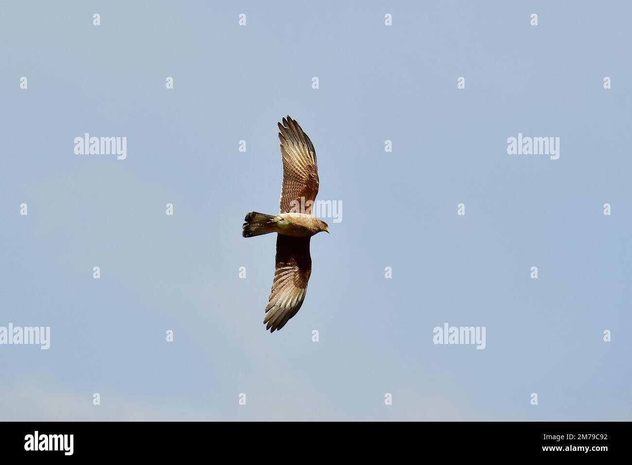 Chimango caracara, Milvago chimango, Chimangokarakara, Reserva Laguna ...