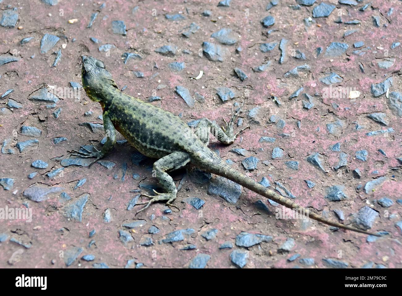 Amazon lava lizard, Tropidurus torquatus, Iguazu National Park ...