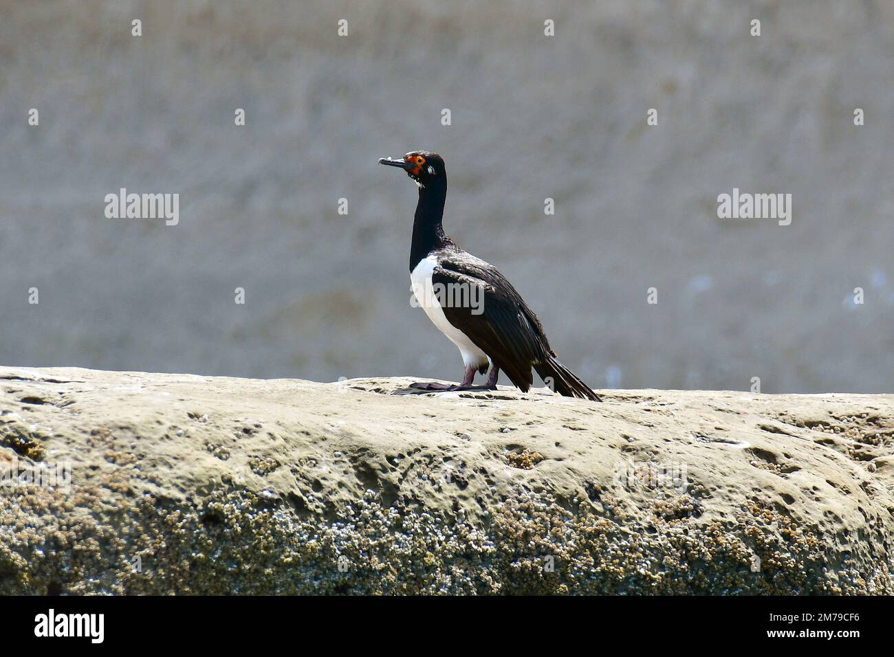 Rock shag, Felsenscharbe, Cormoran de Magellan, Phalacrocorax ...