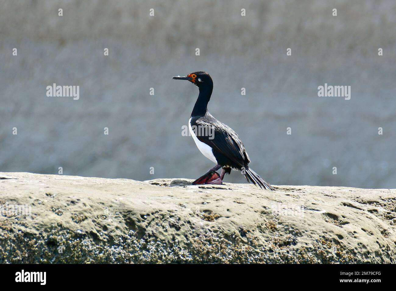 Rock shag, Felsenscharbe, Cormoran de Magellan, Phalacrocorax ...