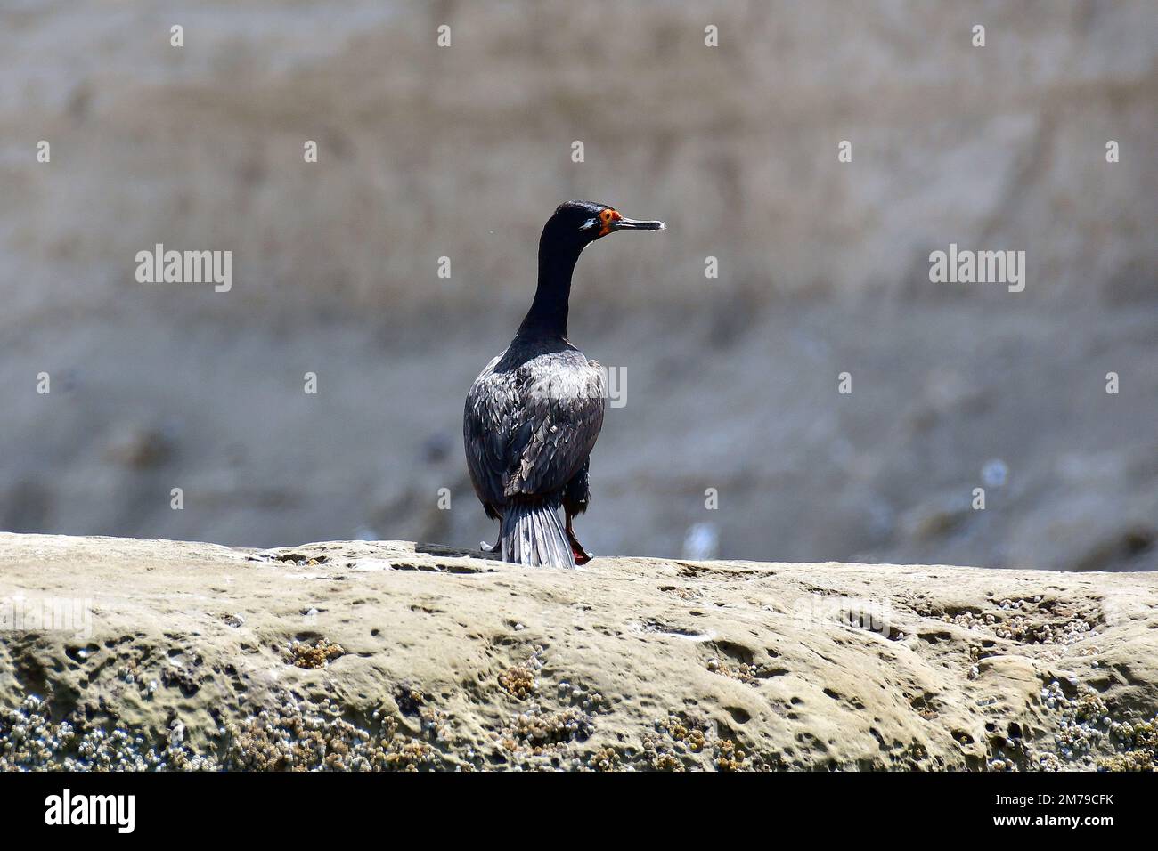 Rock shag, Felsenscharbe, Cormoran de Magellan, Phalacrocorax ...