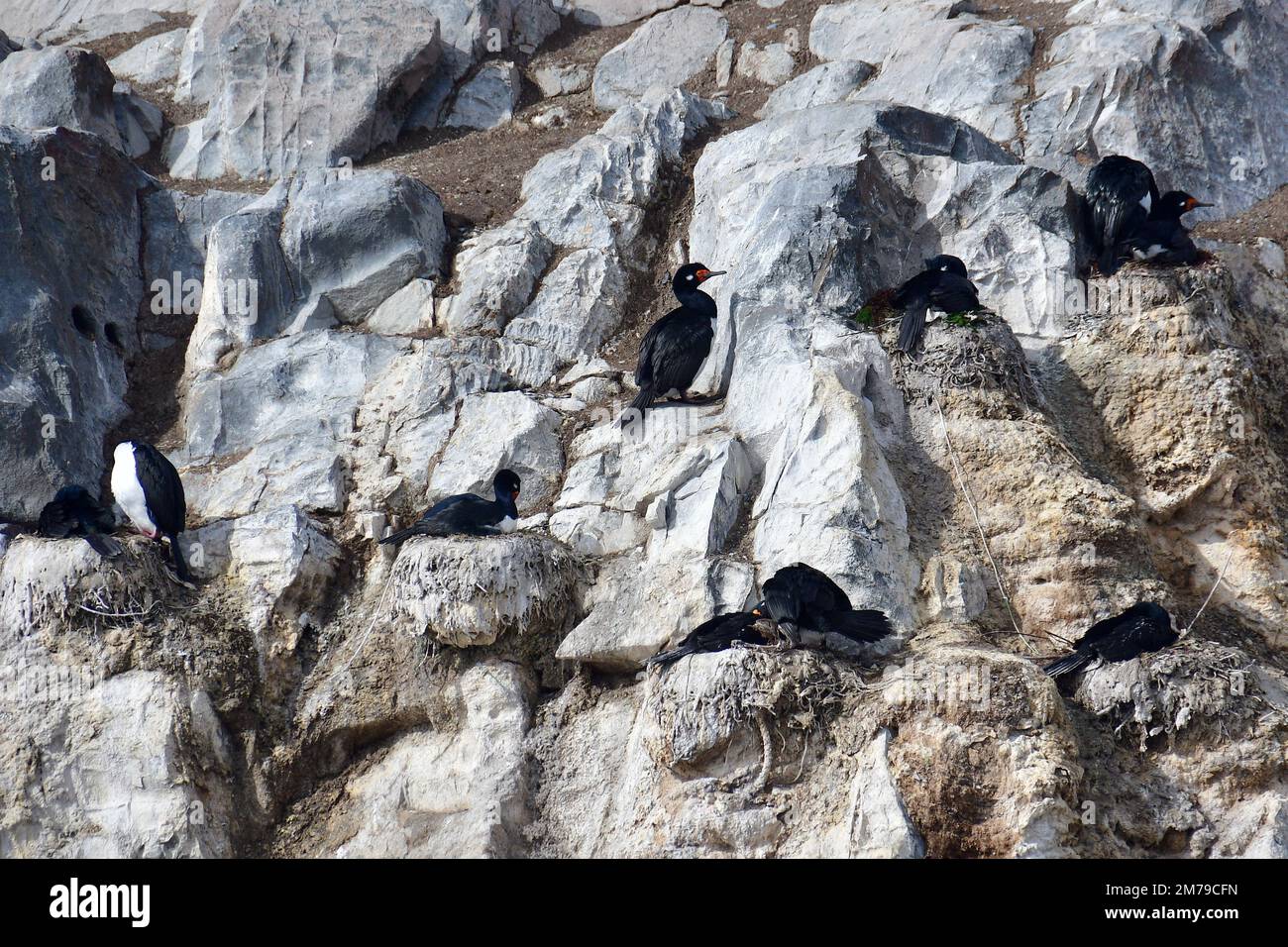 Rock shag, Felsenscharbe, Cormoran de Magellan, Phalacrocorax ...