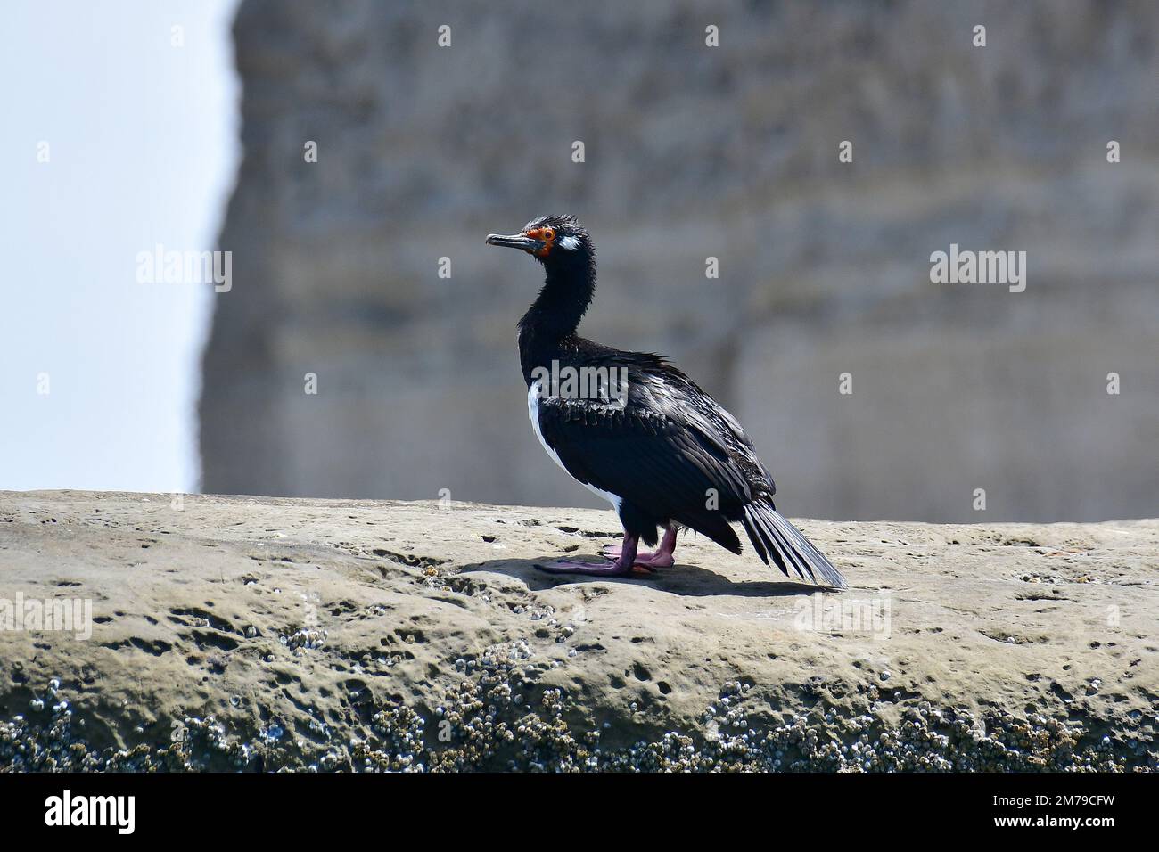 Rock shag, Felsenscharbe, Cormoran de Magellan, Phalacrocorax ...