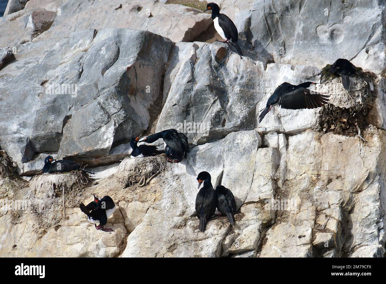 Rock shag, Felsenscharbe, Cormoran de Magellan, Phalacrocorax ...