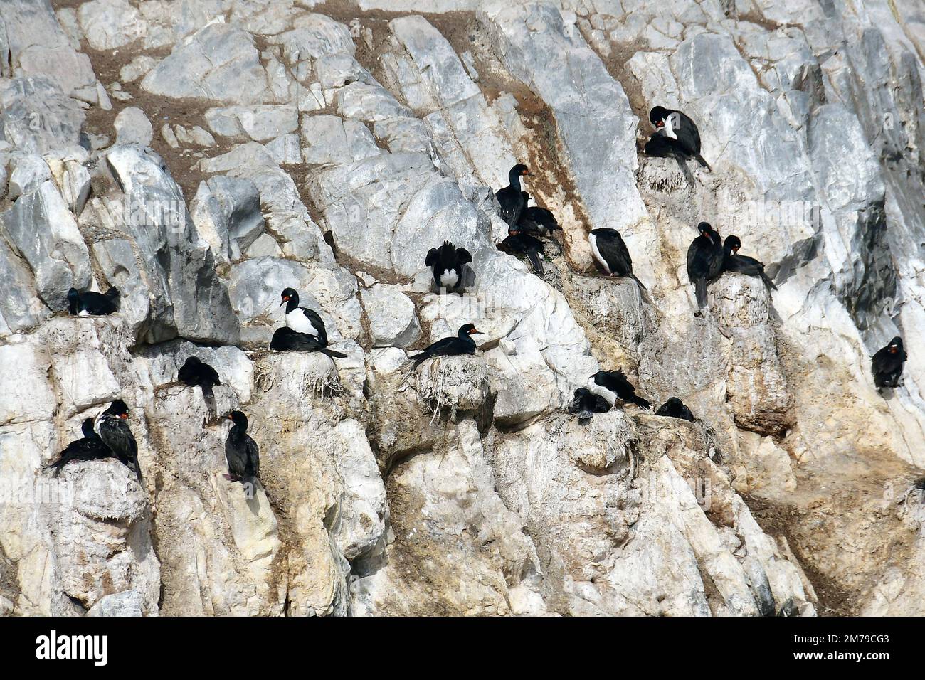 Rock shag, Felsenscharbe, Cormoran de Magellan, Phalacrocorax ...