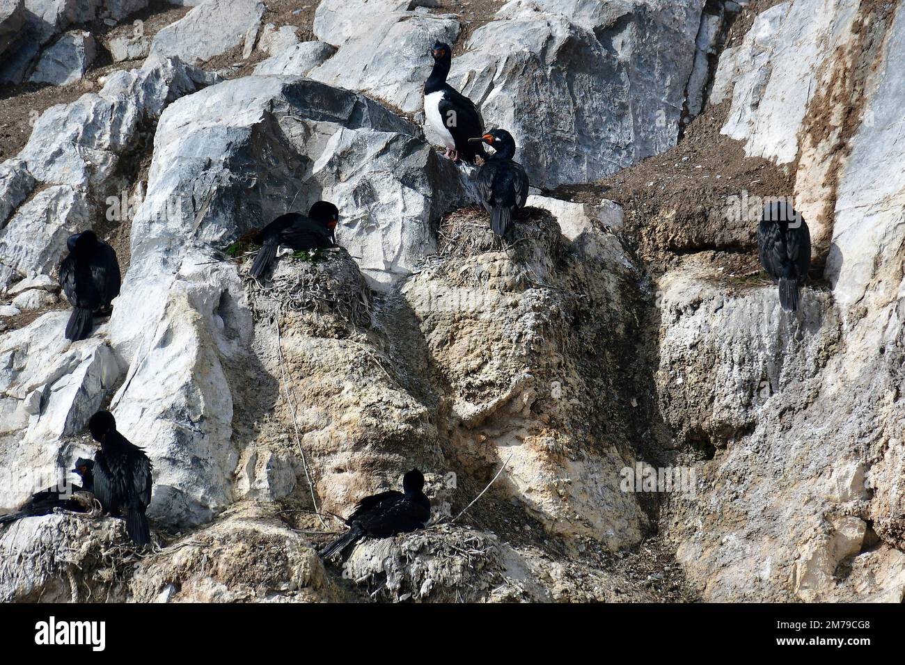 Rock shag, Felsenscharbe, Cormoran de Magellan, Phalacrocorax ...