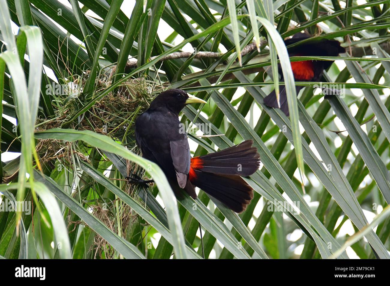 Red-rumped cacique, Cassique cul-rouge, Cacicus haemorrhous, vörösfarkú ...