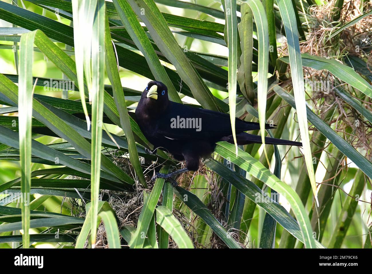 Red-rumped cacique, Cassique cul-rouge, Cacicus haemorrhous, vörösfarkú ...