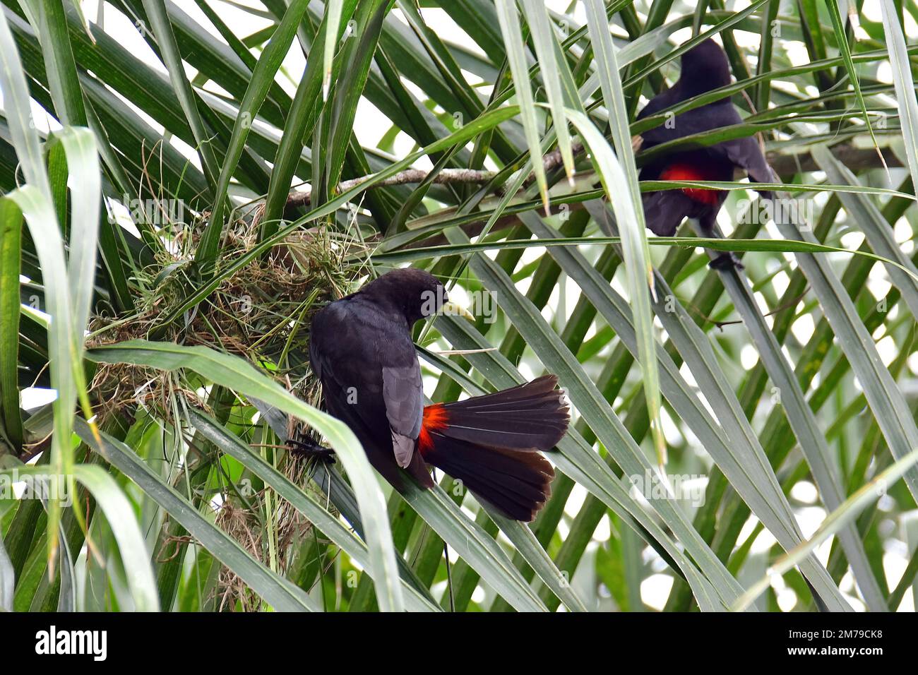 Red-rumped cacique, Cassique cul-rouge, Cacicus haemorrhous, vörösfarkú ...