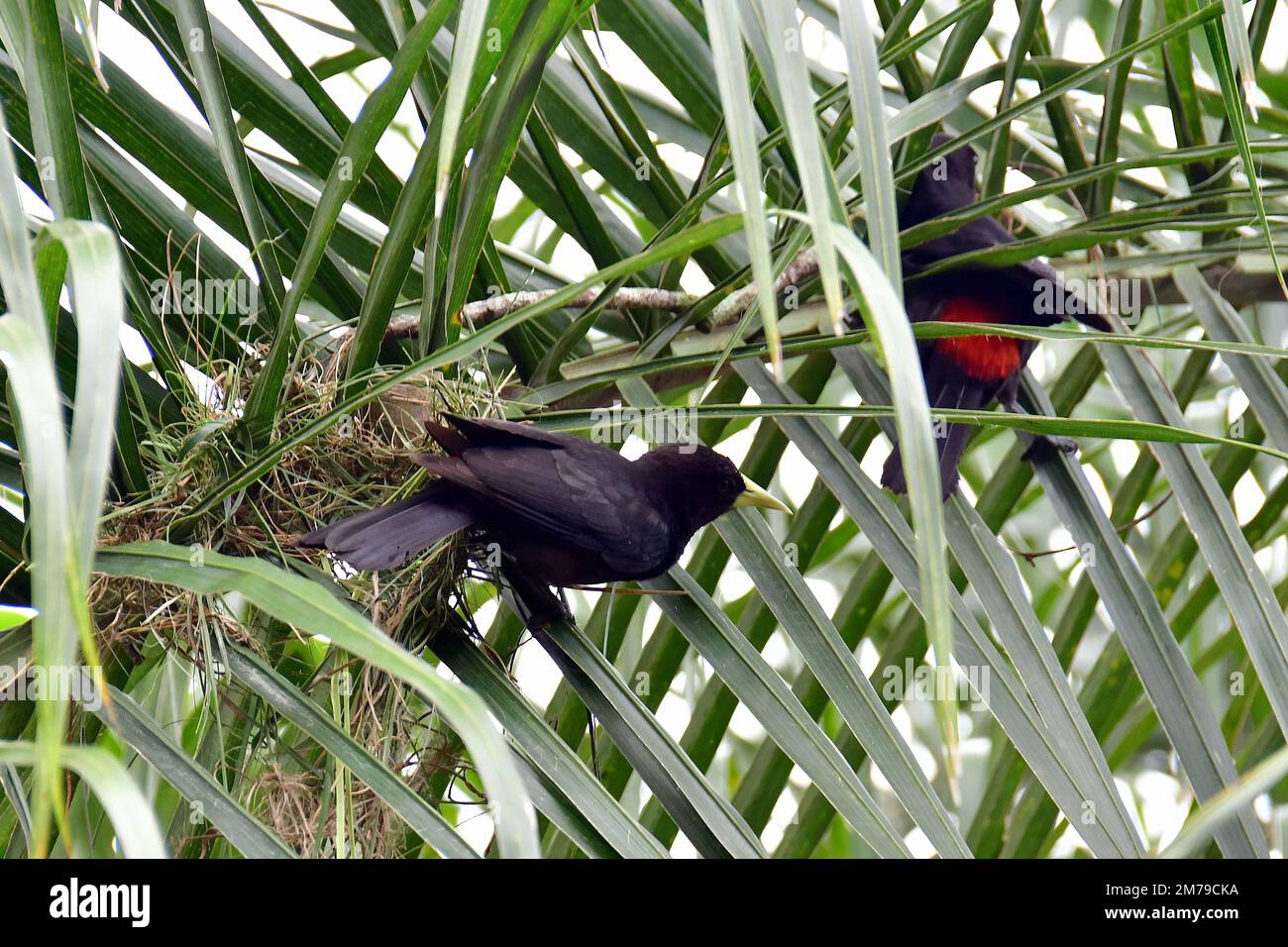 Red-rumped cacique, Cassique cul-rouge, Cacicus haemorrhous, vörösfarkú ...