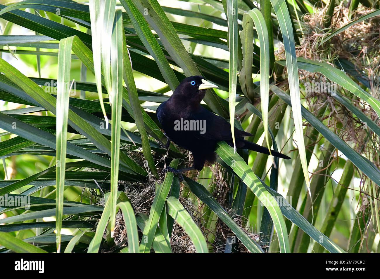 Red-rumped cacique, Cassique cul-rouge, Cacicus haemorrhous, vörösfarkú ...