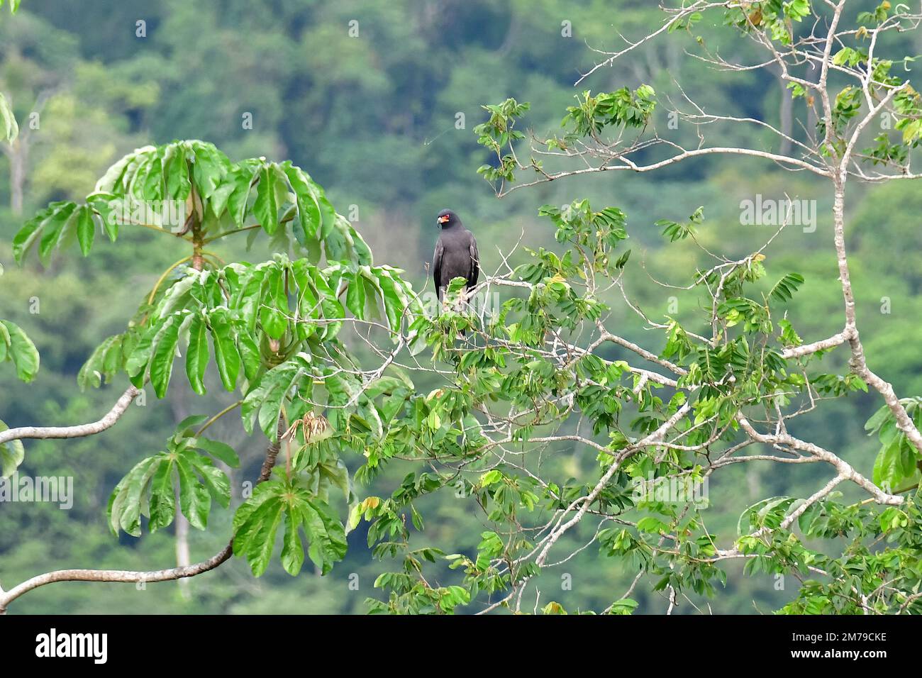 Slate-colored hawk, Buse ardoisée, Buteogallus schistaceus, erdeiölyv ...