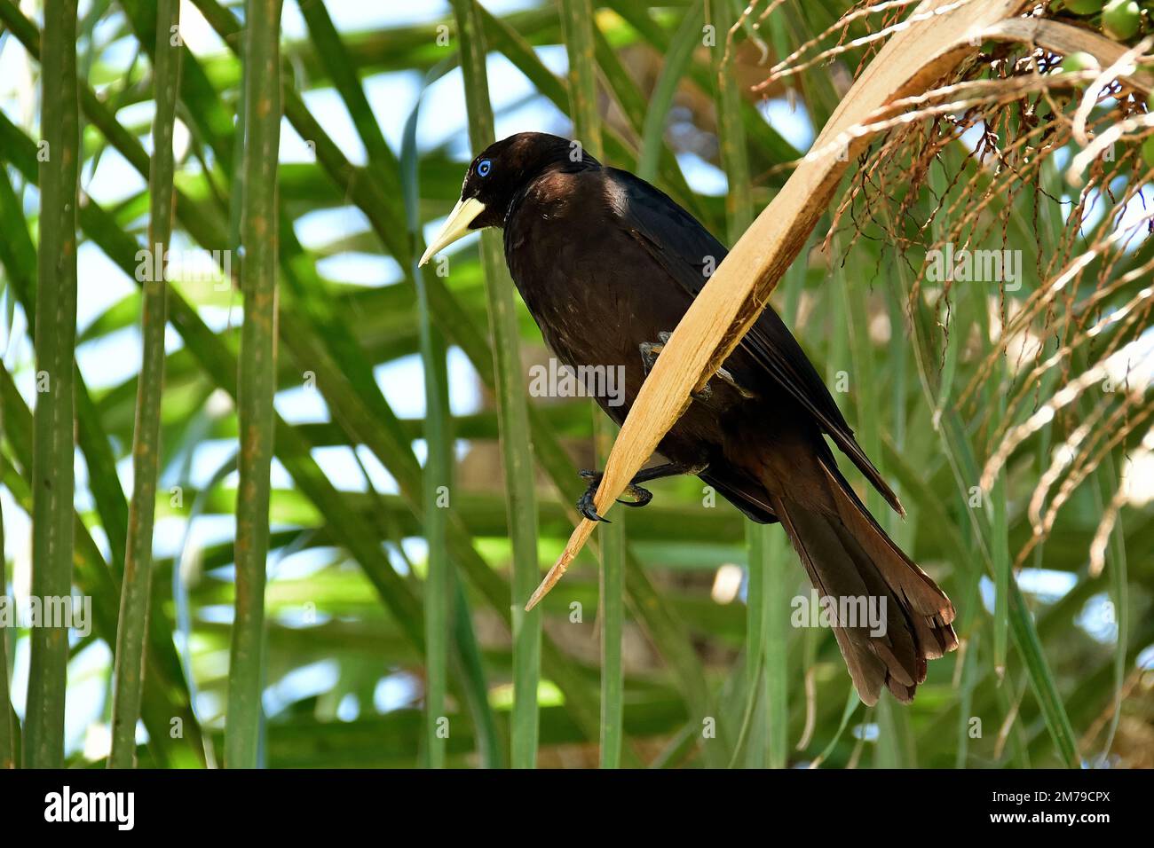 Vorosfarku kacika hi-res stock photography and images - Alamy