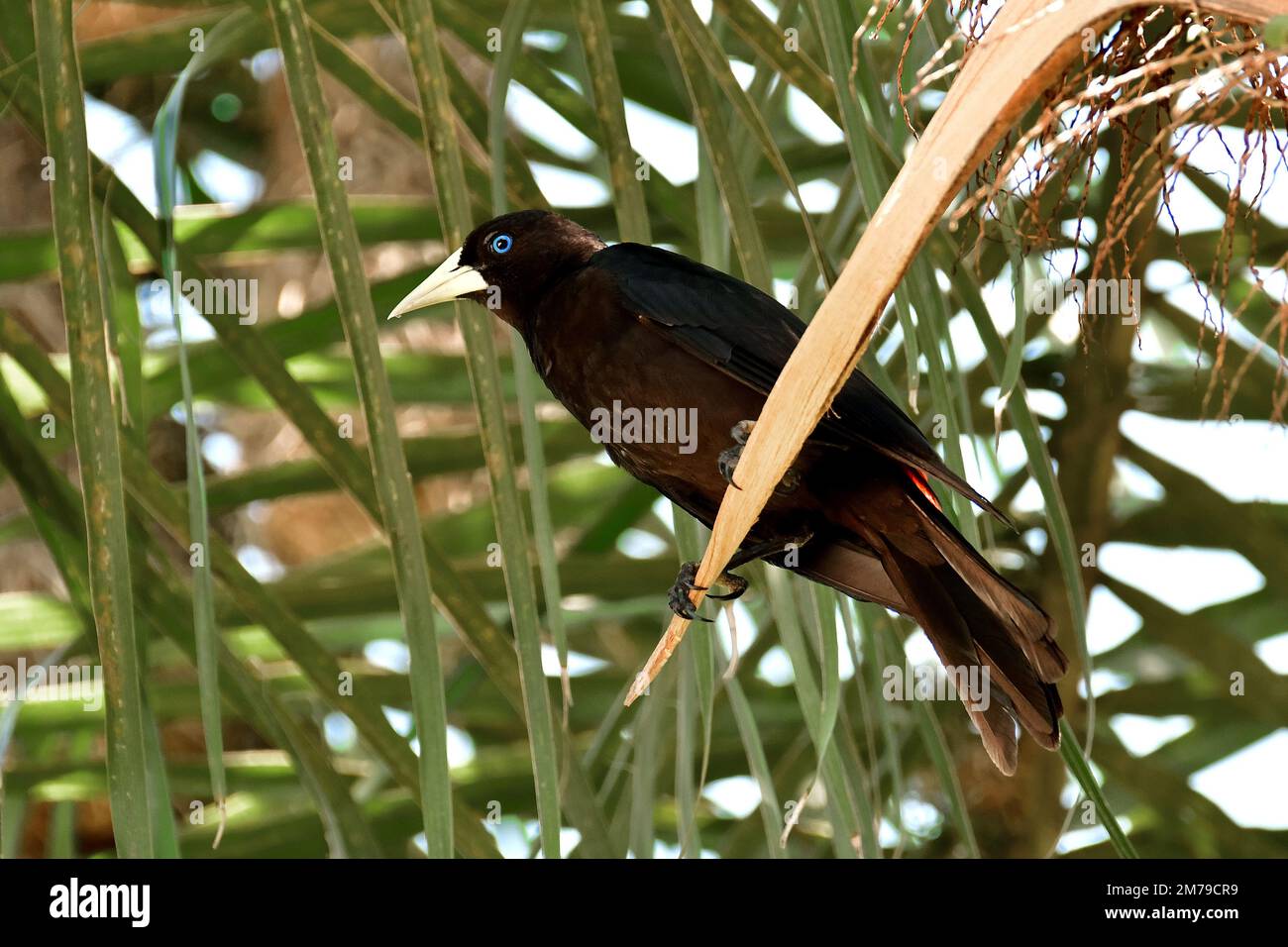 Red-rumped cacique, Cassique cul-rouge, Cacicus haemorrhous, vörösfarkú ...