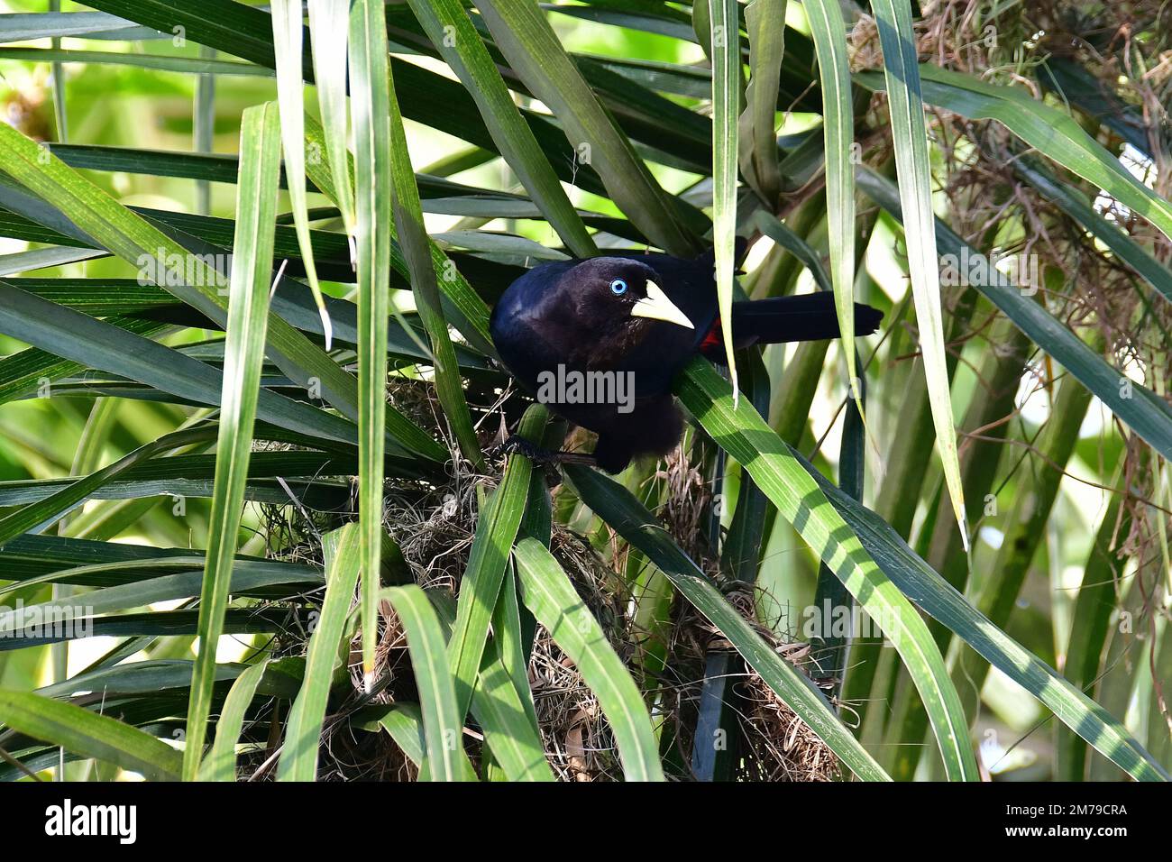 Red-rumped cacique, Cassique cul-rouge, Cacicus haemorrhous, vörösfarkú ...