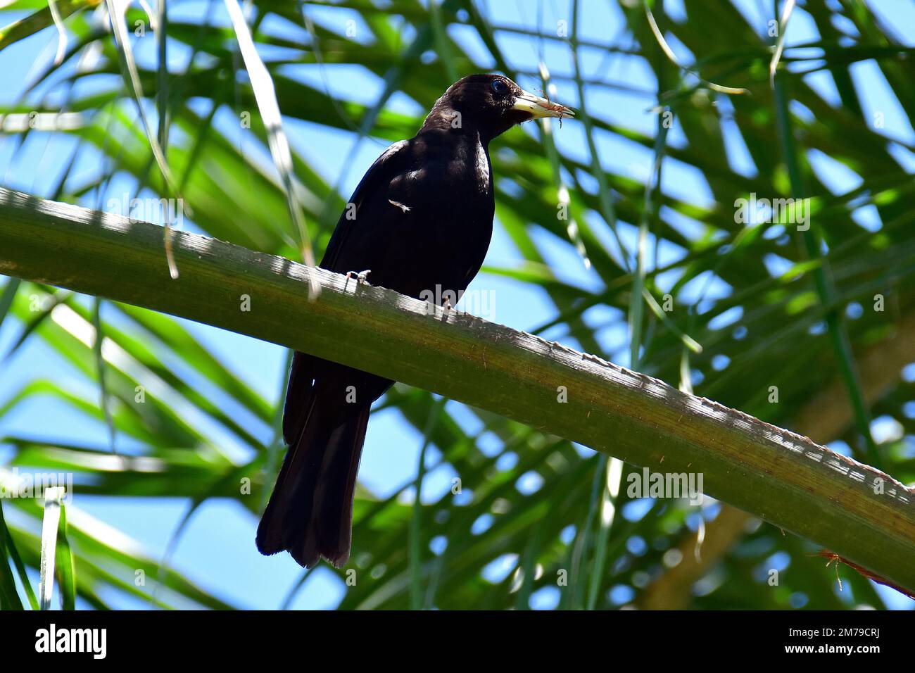Red-rumped cacique, Cassique cul-rouge, Cacicus haemorrhous, vörösfarkú ...