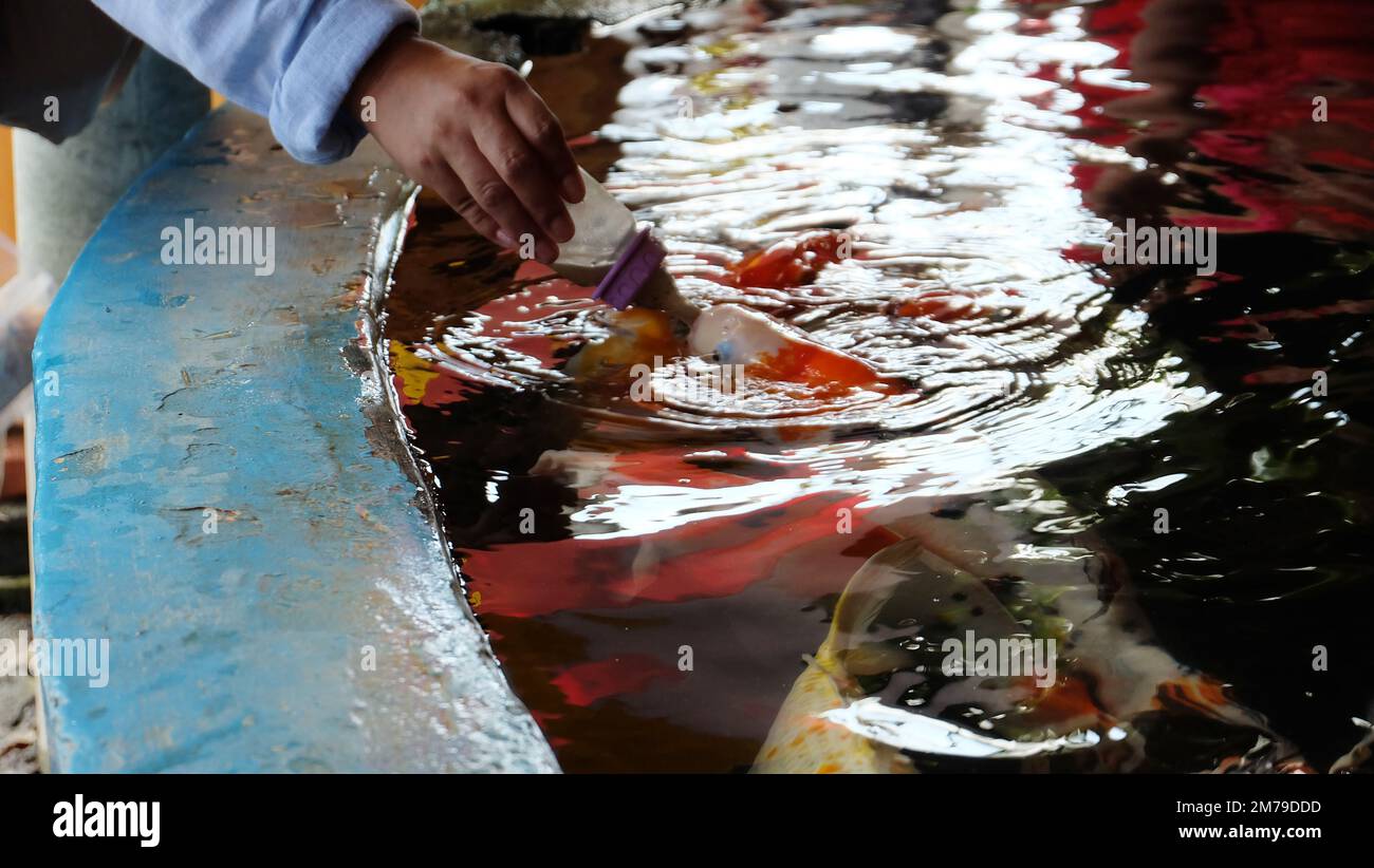 Feeding fish by hand hi-res stock photography and images - Alamy