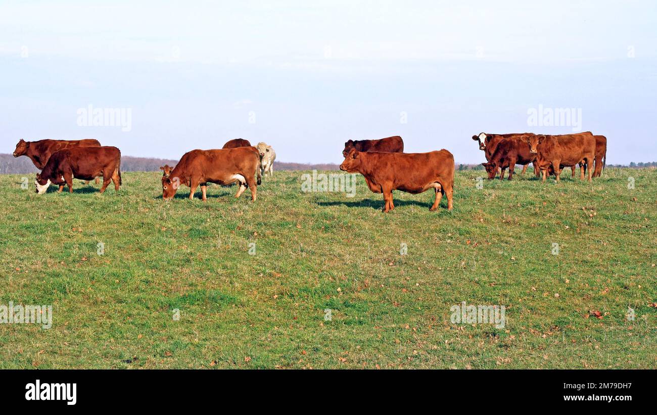 Cow cows cattle pasture grazing hi-res stock photography and images - Alamy