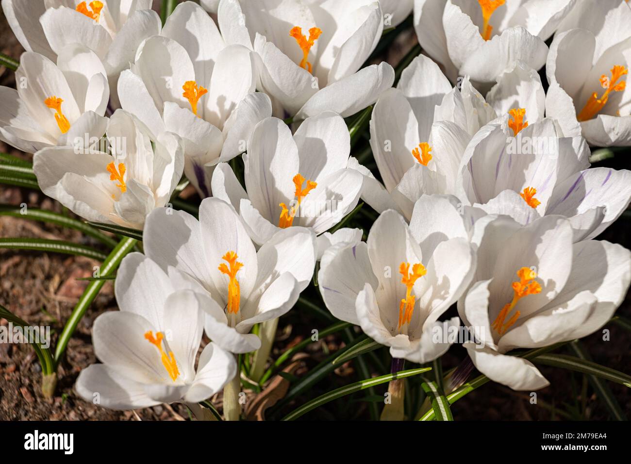 White crocuses close -up. Natural background from the first spring ...
