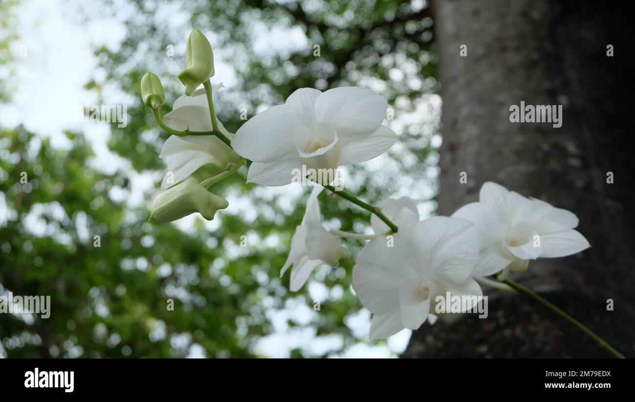 A branch of blooming white orchids with flower buds, with a blurred ...