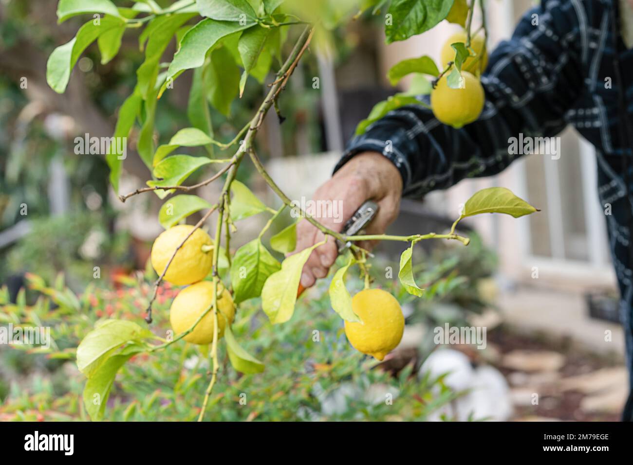 Senior farmer harvesting lemons with garden pruner in hands on a lemon ...