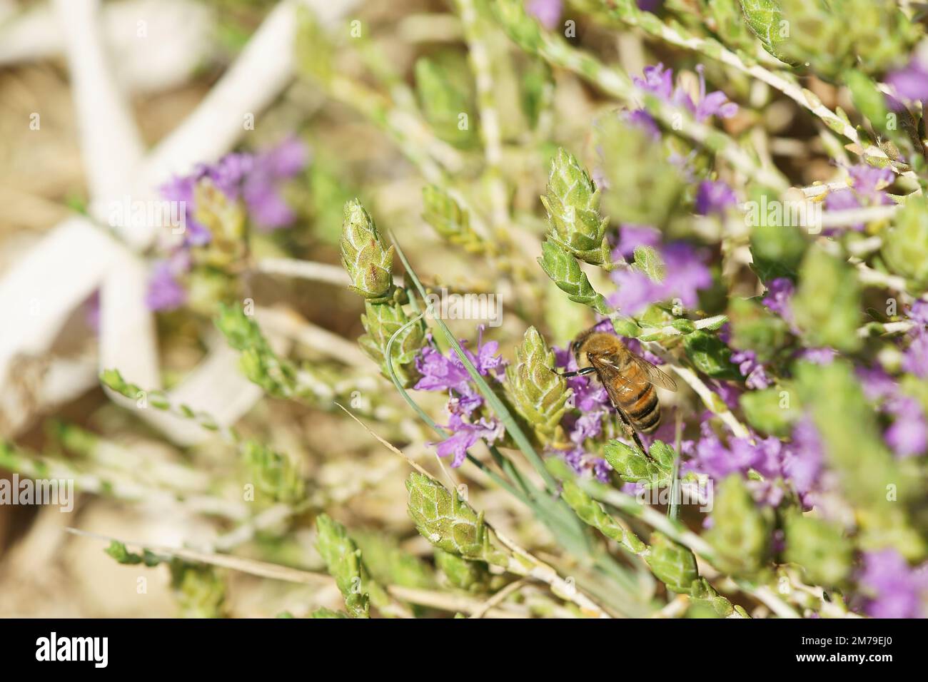 Bee on Thyme (Thymus vulgaris), flowering, Astypalea, Dodecanese ...