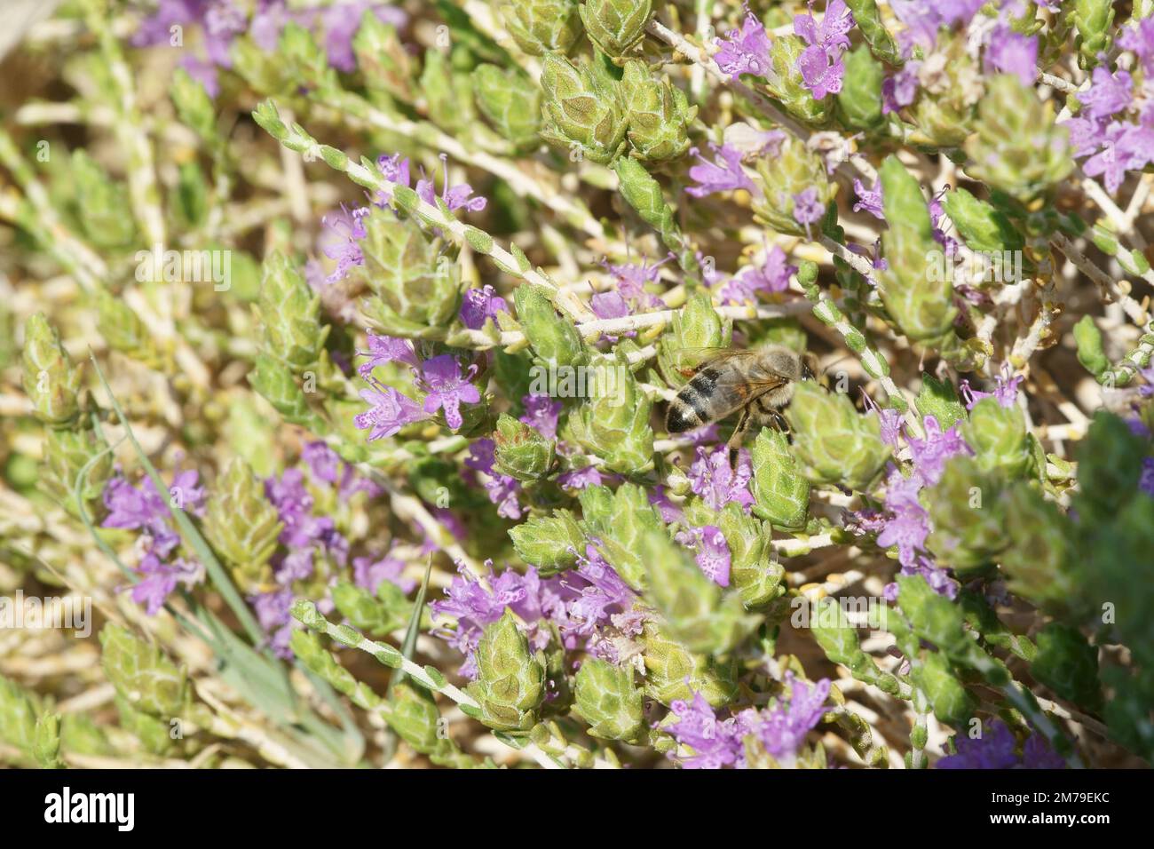 Bee on Thyme (Thymus vulgaris), flowering, Astypalea, Dodecanese ...