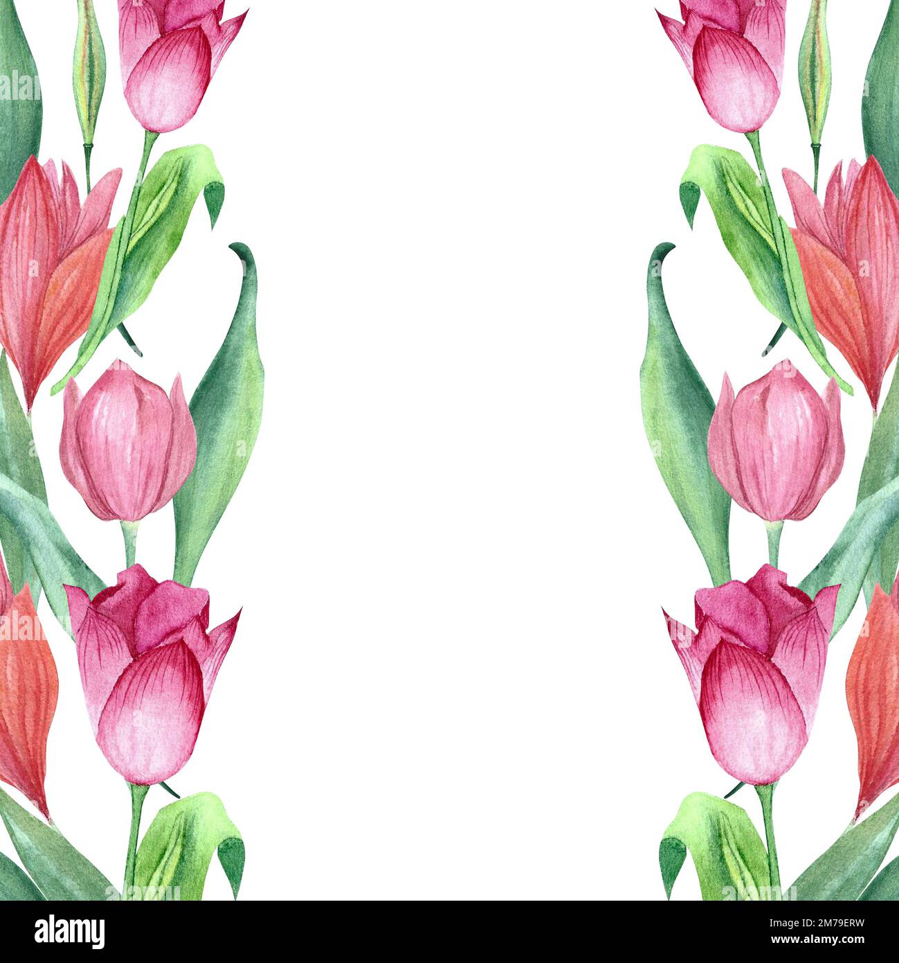 frame of tulips painted in watercolor on isolated white background ...