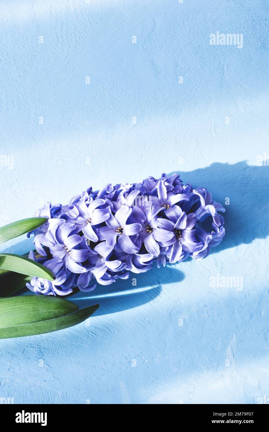Spring flower closeup of Hyacinth purple on blue background. perfume of ...