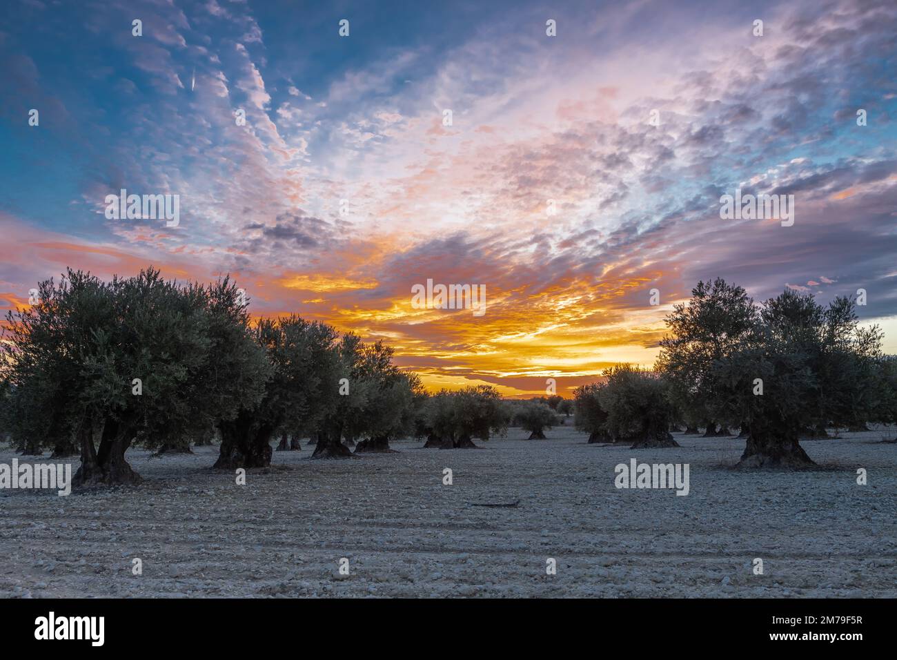 Dramatic sunset over an agricultural landscape of olive trees. The ...
