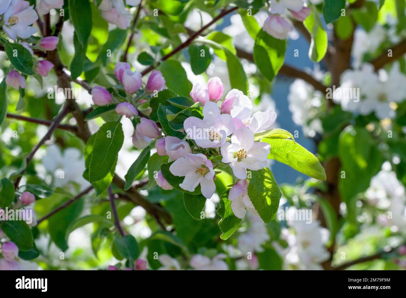 Blooming Apple tree in spring on a Sunny day close-up macro. Spring ...