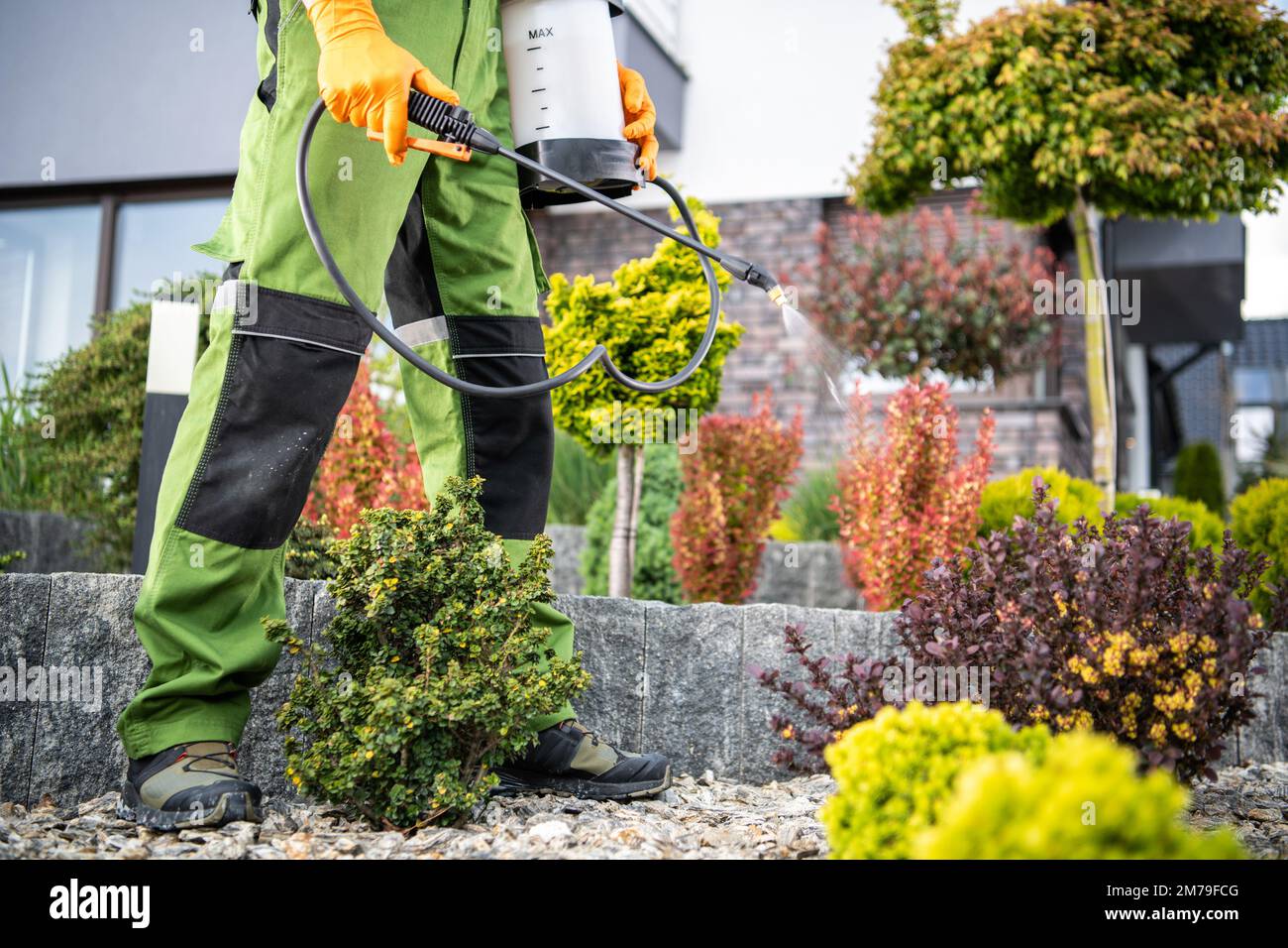 Professional Landscaper Spraying Pesticides on Garden Plants Using ...