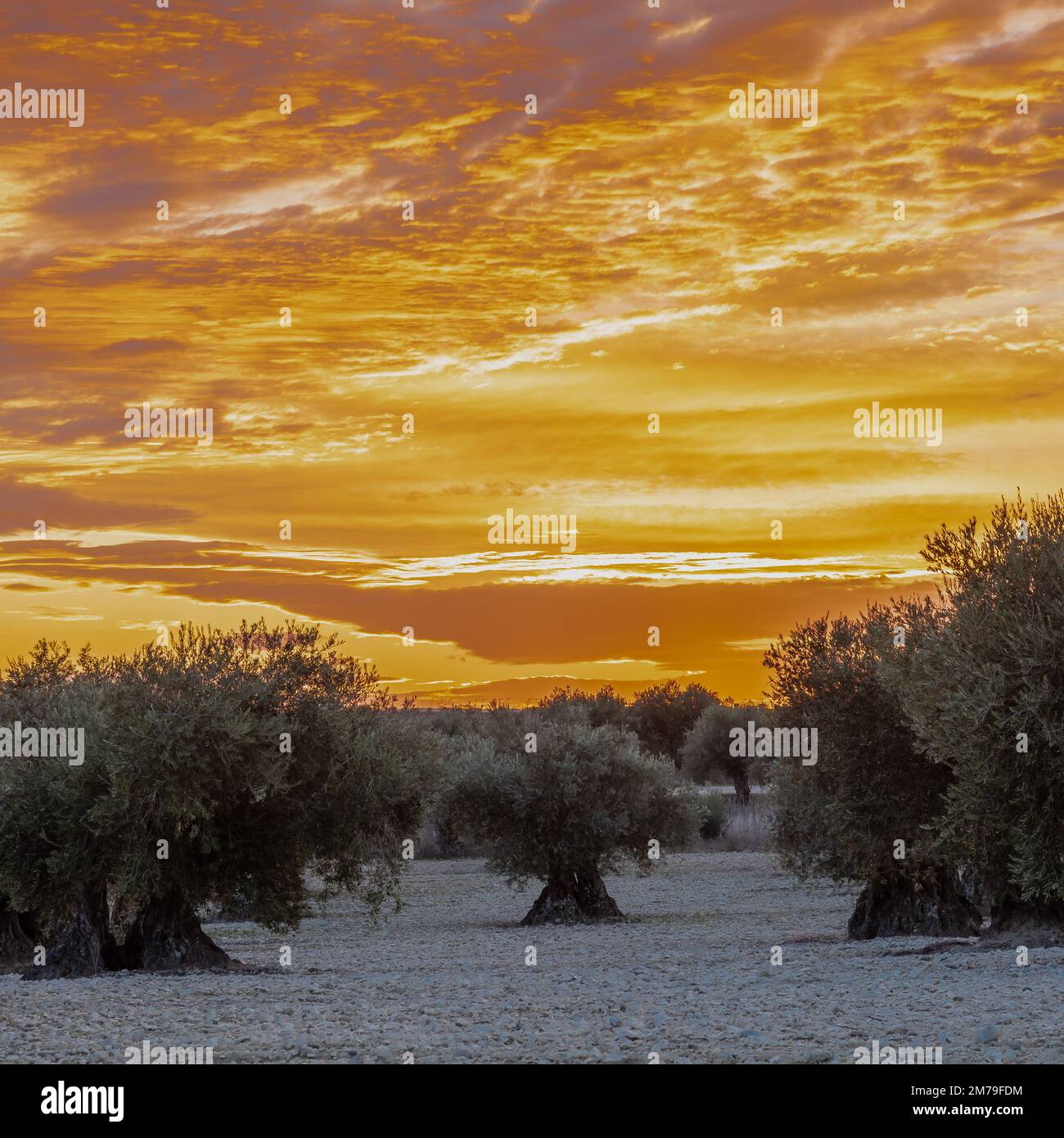 Dramatic sunset over an agricultural landscape of olive trees. The ...
