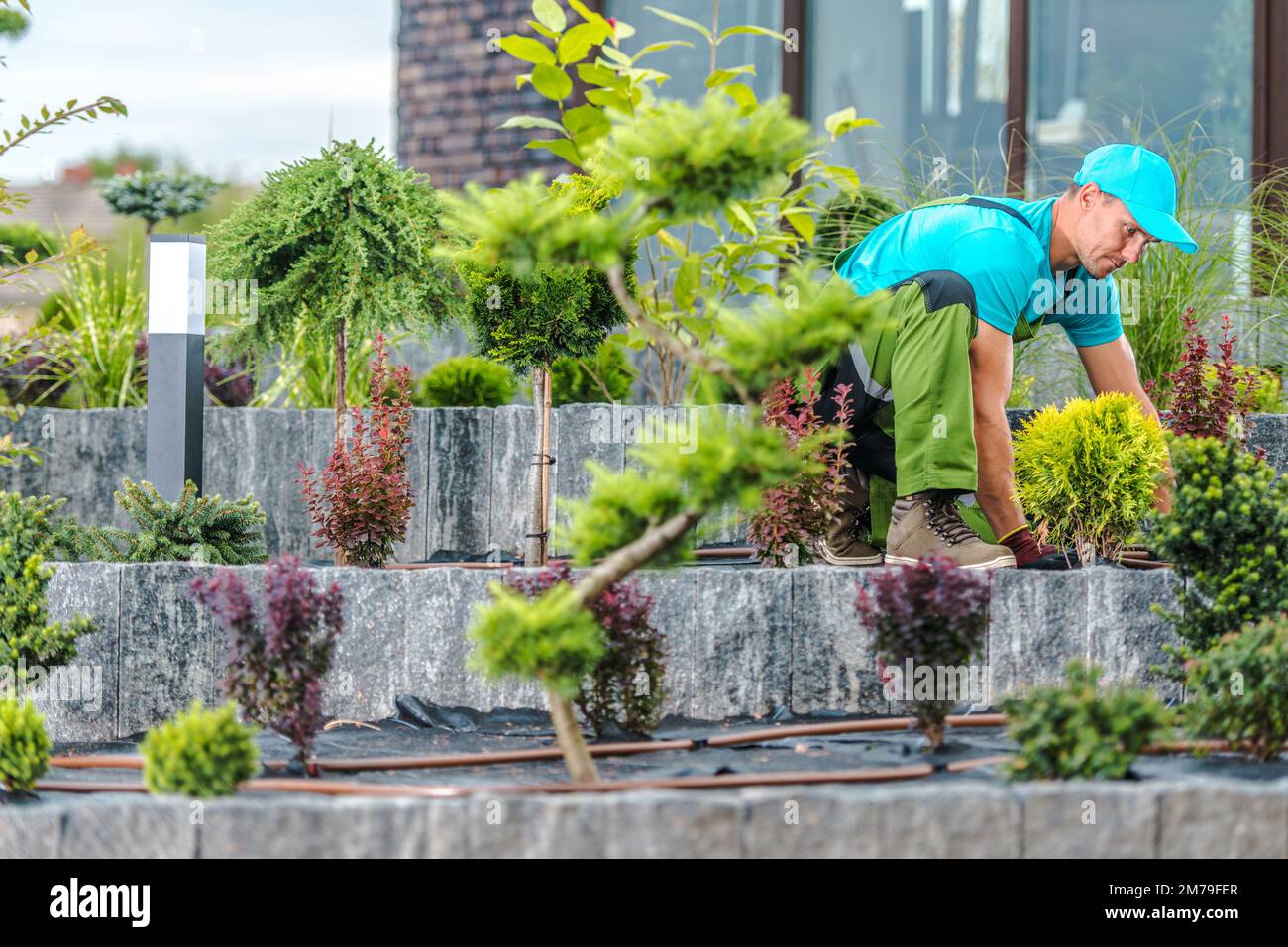Professional Caucasian Gardener Taking Care of Shrubs and Bushes ...