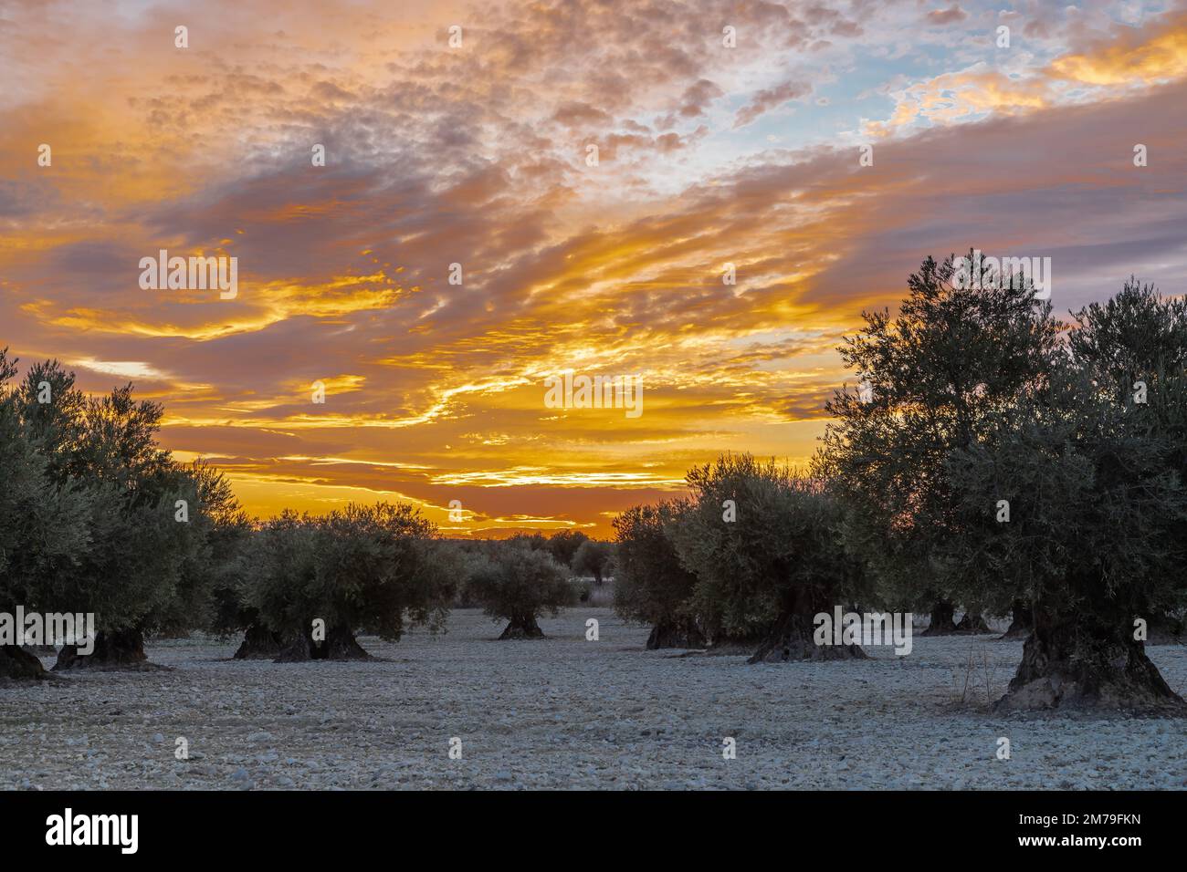 Dramatic sunset over an agricultural landscape of olive trees. The ...