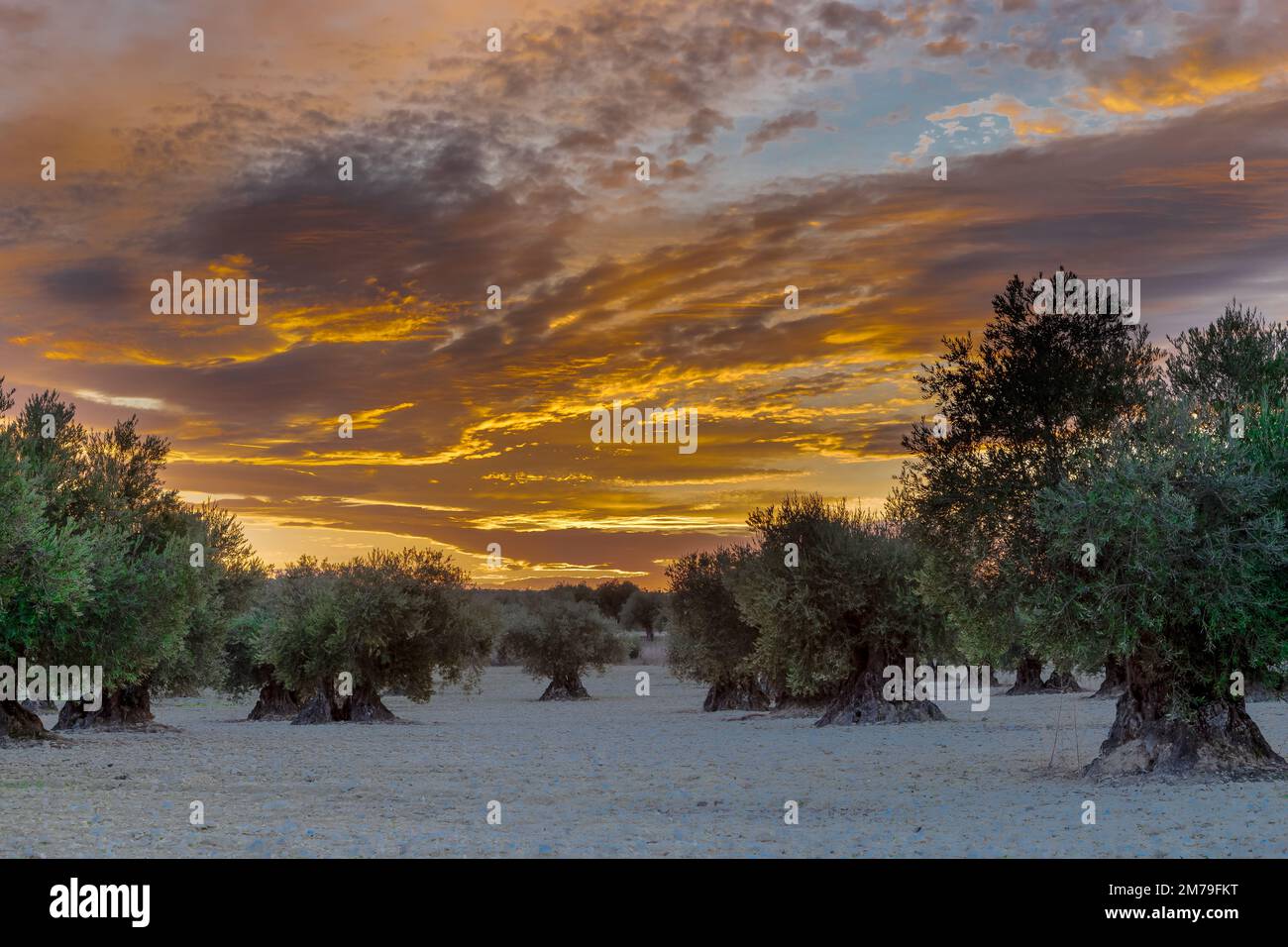 Dramatic sunset over an agricultural landscape of olive trees. The ...