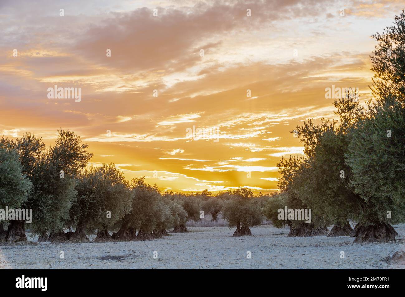 Dramatic sunset over an agricultural landscape of olive trees. The ...